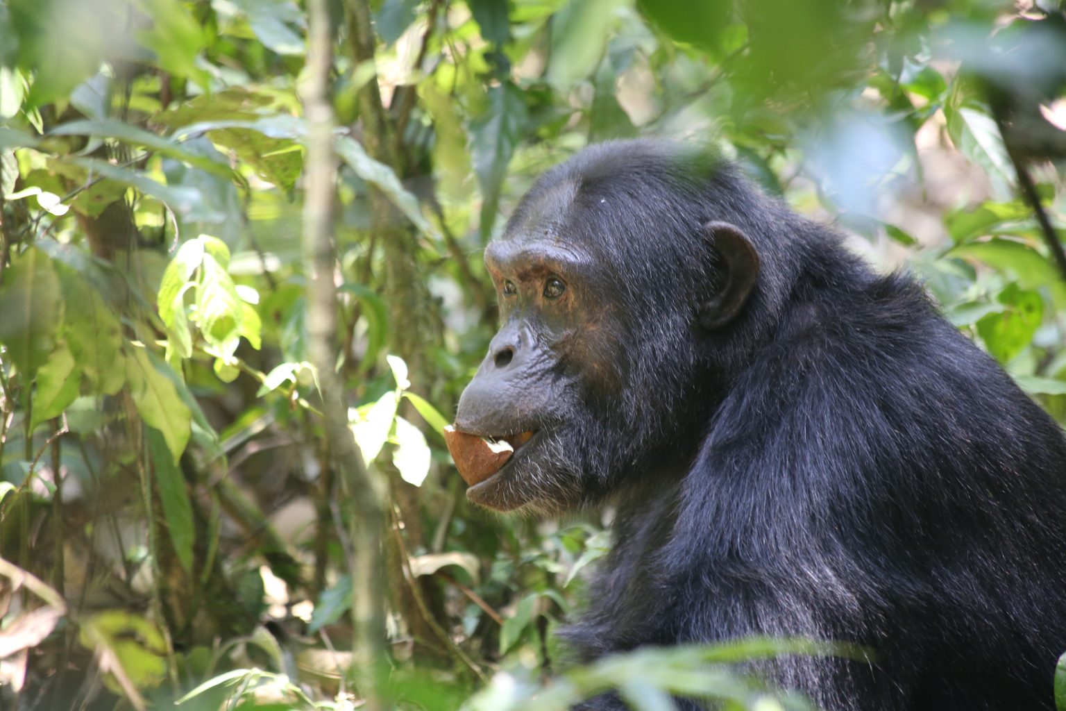 The Ultimate 14 Days Primates and Big Five Safari in Uganda