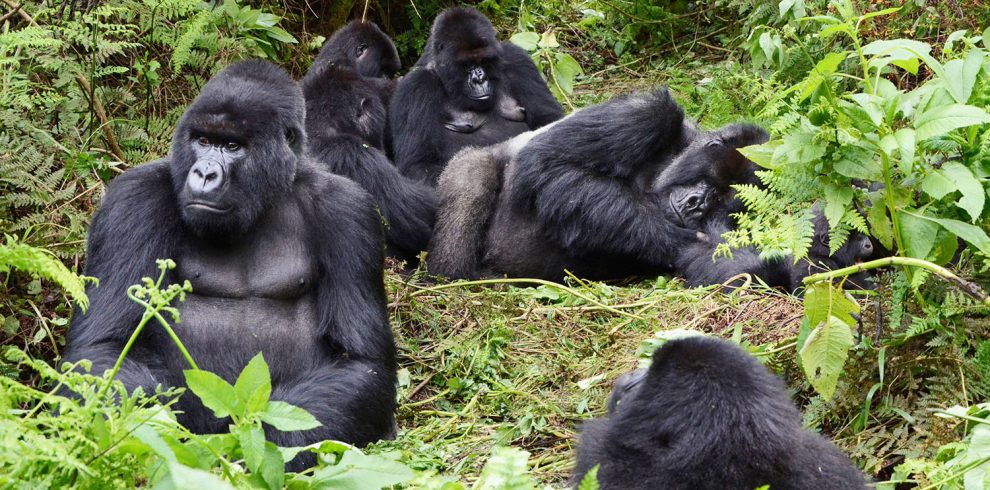 virunga national park gorillas - Afrik-Trek Holidays