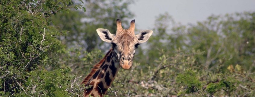 Akagera National Park Rwanda: Location, Attractions Wildlife