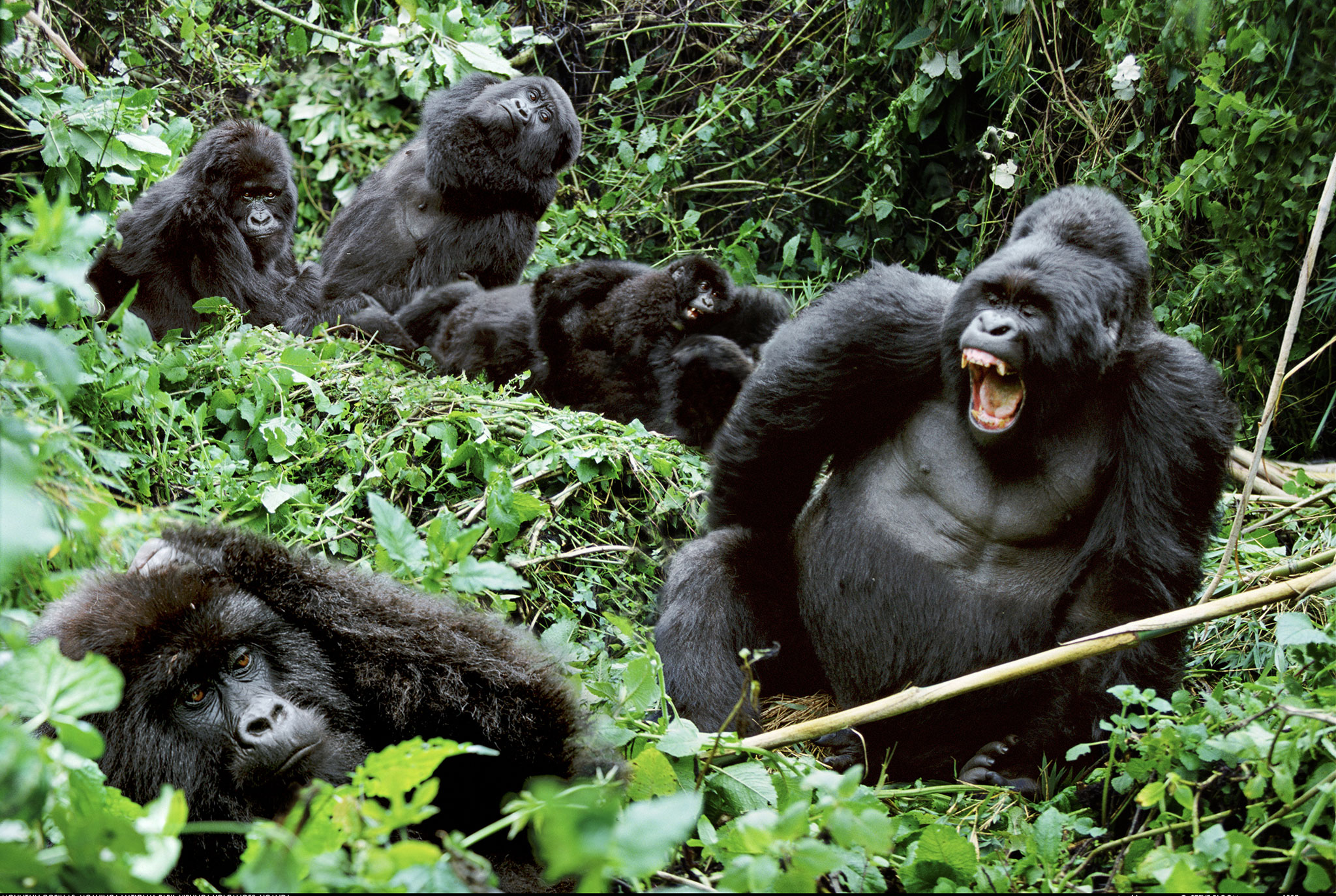 Ultimate Guide for Mountain Gorilla Trekking Safari 2022