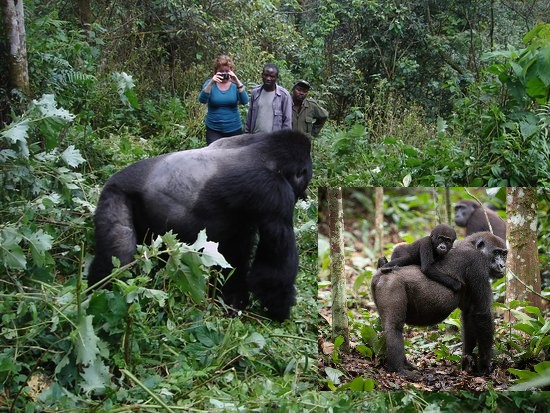 Mountain Gorilla Fighting