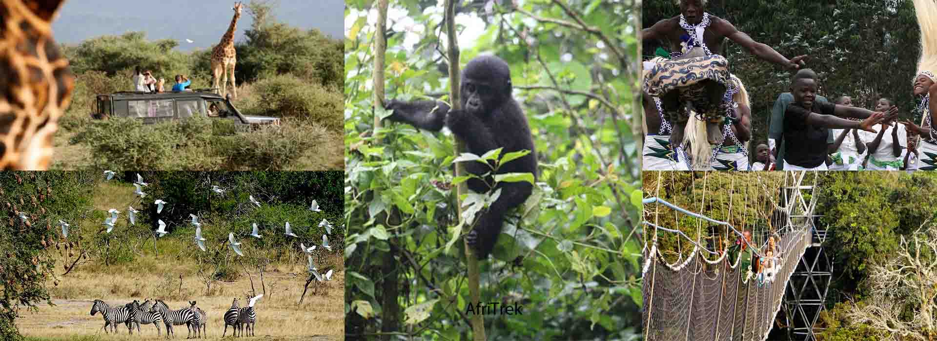 8 Days Rwanda Safari - Gorilla Trekking Safari and Wildlife