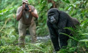 What do Gorillas Eat - Afrik-Trek Holidays