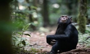 Affordable 4 Days Murchison Falls Safari Package from $820