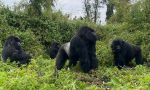 Silverback Gorillas Weight, Strength, Habitat, Facts & Tours