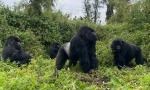 What do Gorillas Eat - Afrik-Trek Holidays