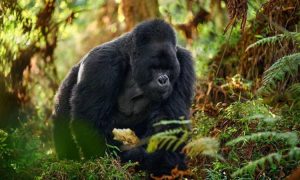 Silverback Gorillas Weight, Strength, Habitat, Facts & Tours