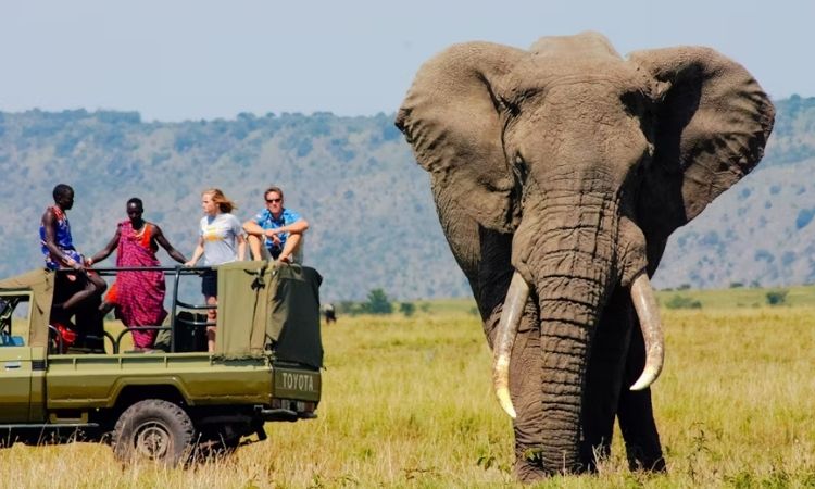 Kenya Safaris Guide and the 10 Best Kenya Safari Packages