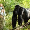 What do Gorillas Eat - Afrik-Trek Holidays