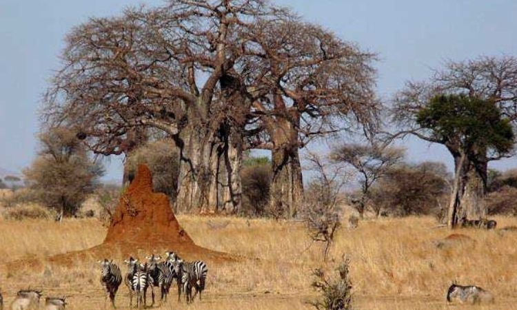 Tarangire National Park; Complete Travel Guide + Best Photos