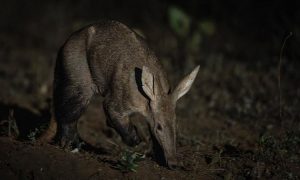 Aardvark | Unique Facts, Diet, Habitat, Weight and Pictures