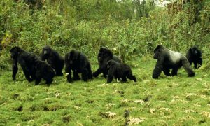 Silverback Gorillas Weight, Strength, Habitat, Facts & Tours
